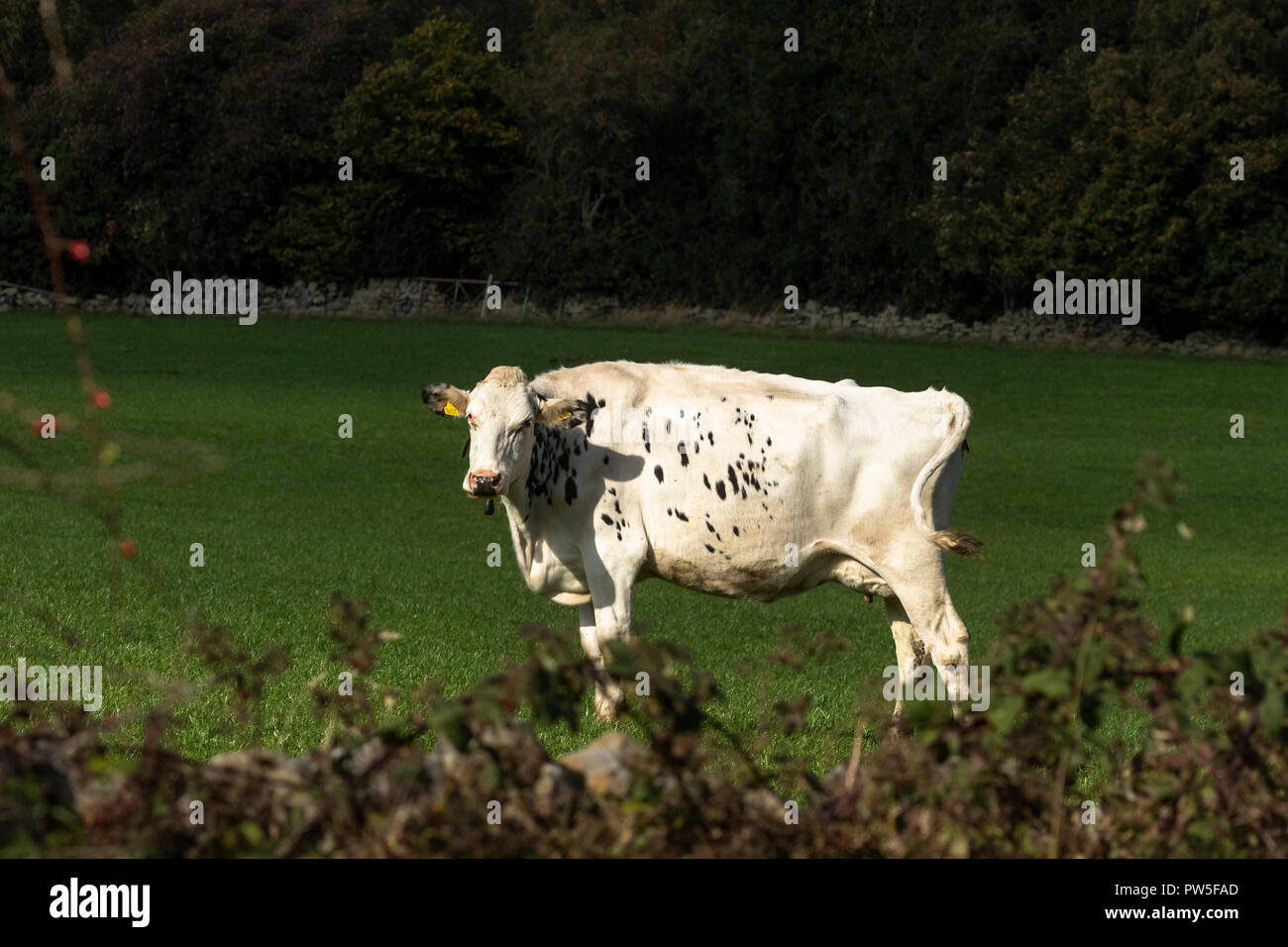 British friesian cattle hi-res stock photography and images - Alamy
