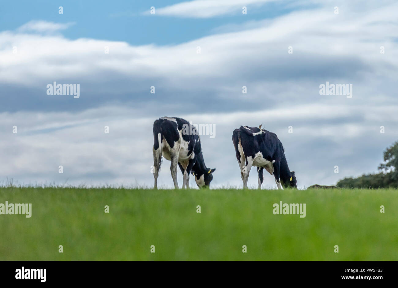 A ground point view of a pair of friesian cows chewing the cud Stock ...