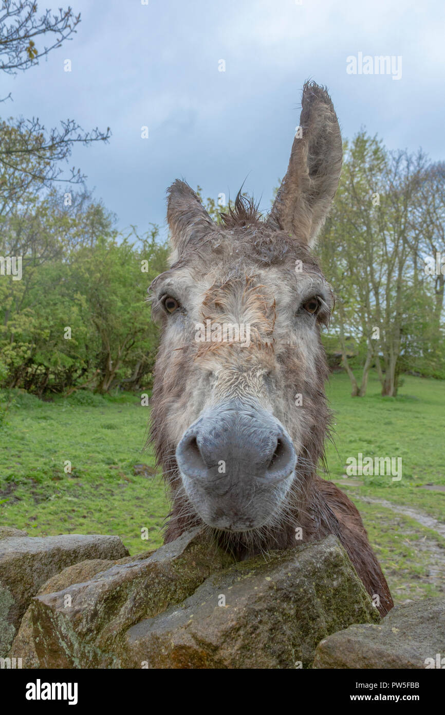 A close up of a donkey's head Stock Photo - Alamy