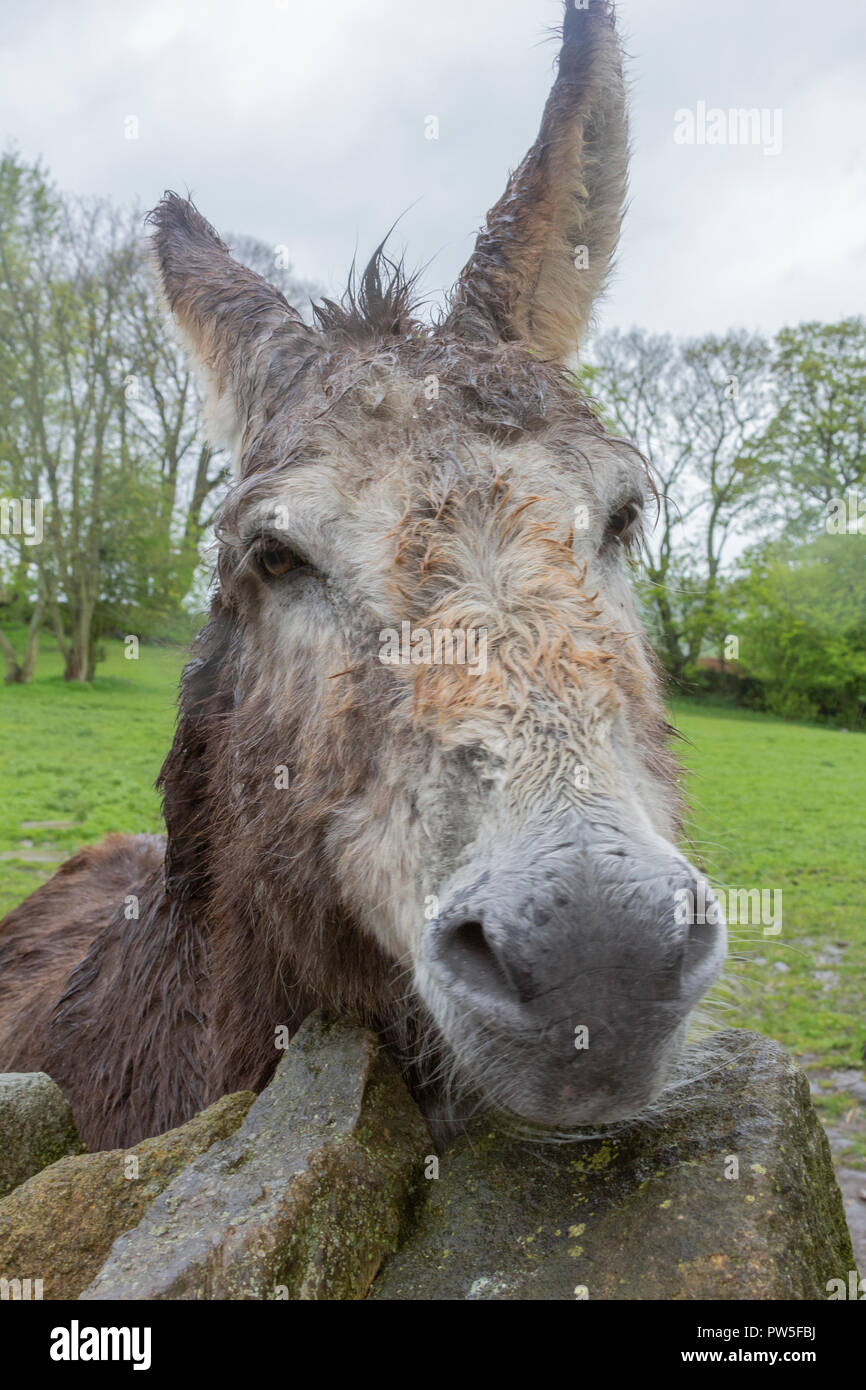 A close up of a donkey's head Stock Photo - Alamy