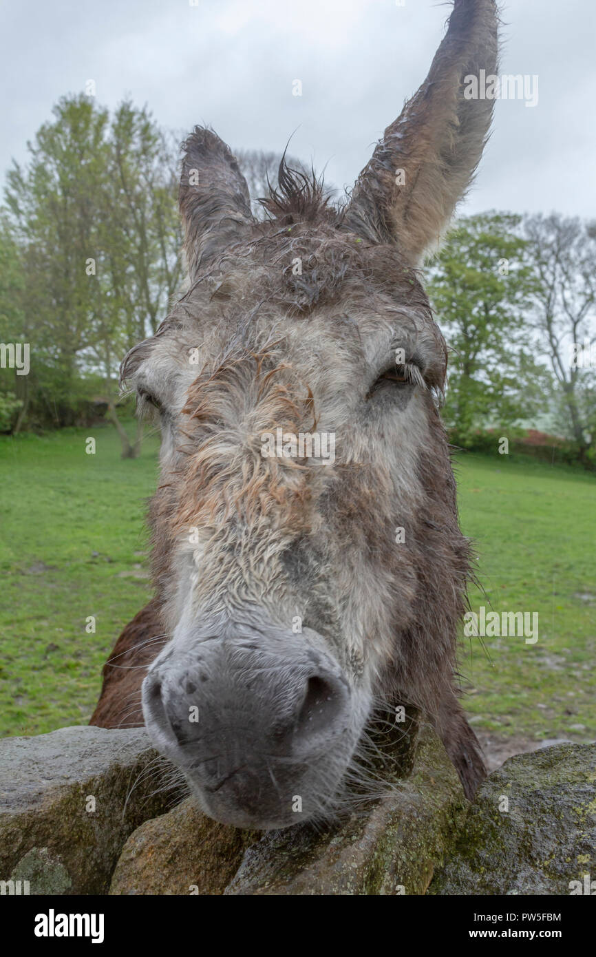 A close up of a donkey's head Stock Photo - Alamy