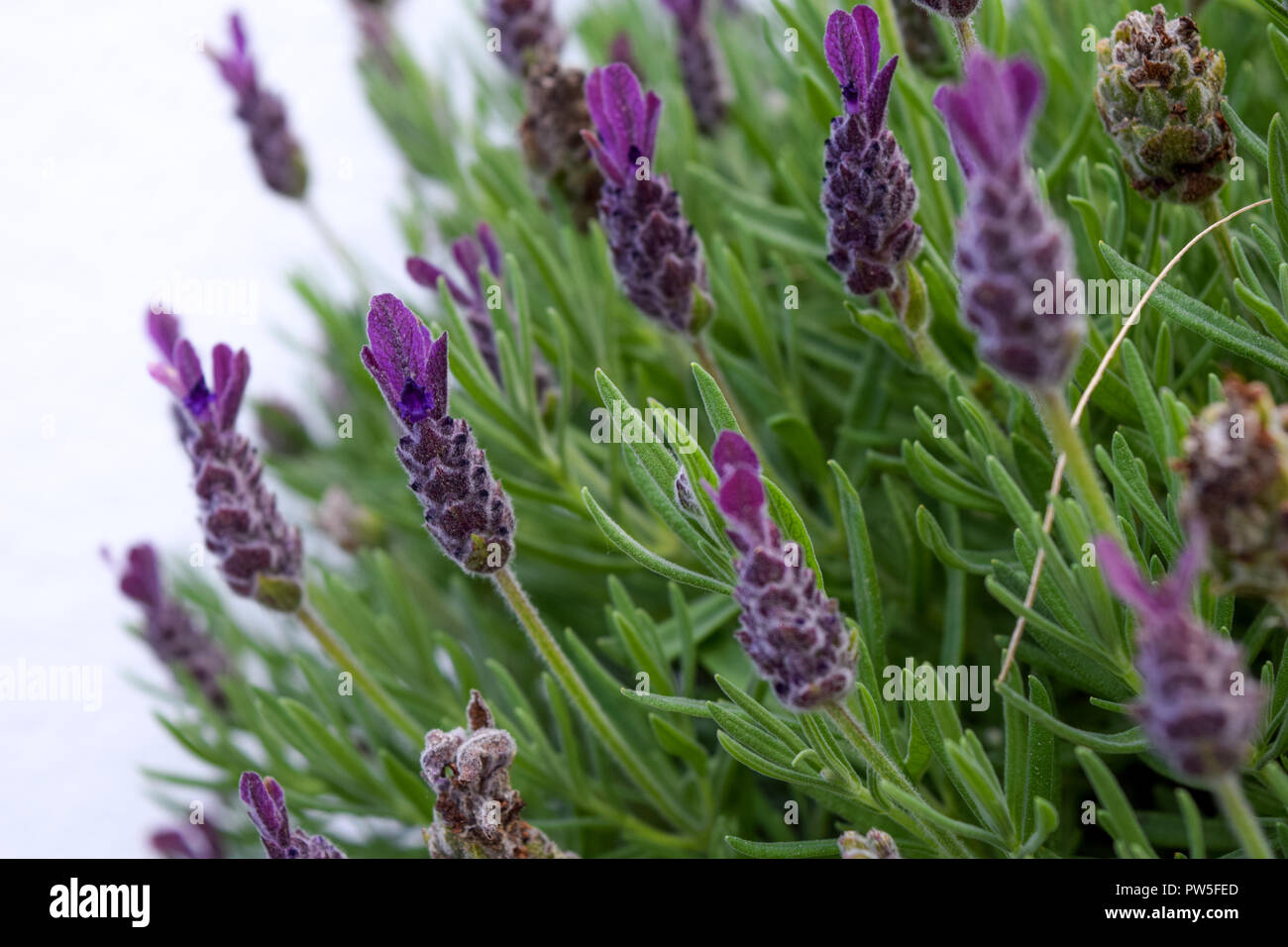 Lavender close up in front of white background Stock Photo - Alamy