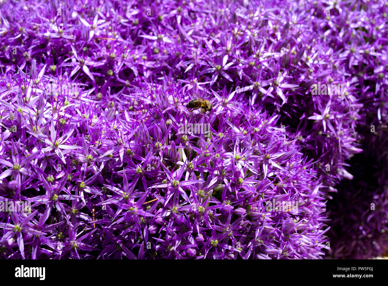allium flower with bees close up, beautiful pink allium Stock Photo - Alamy