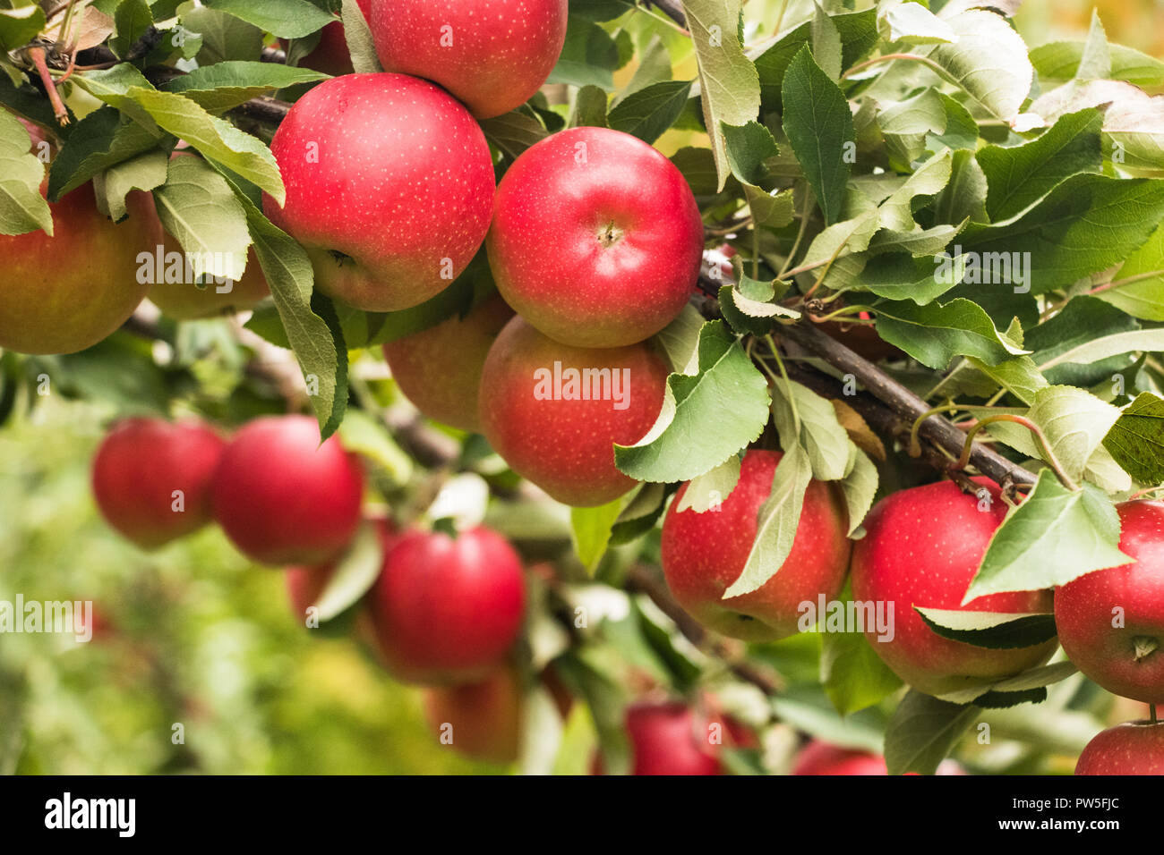 Apples fall tree hi-res stock photography and images - Alamy