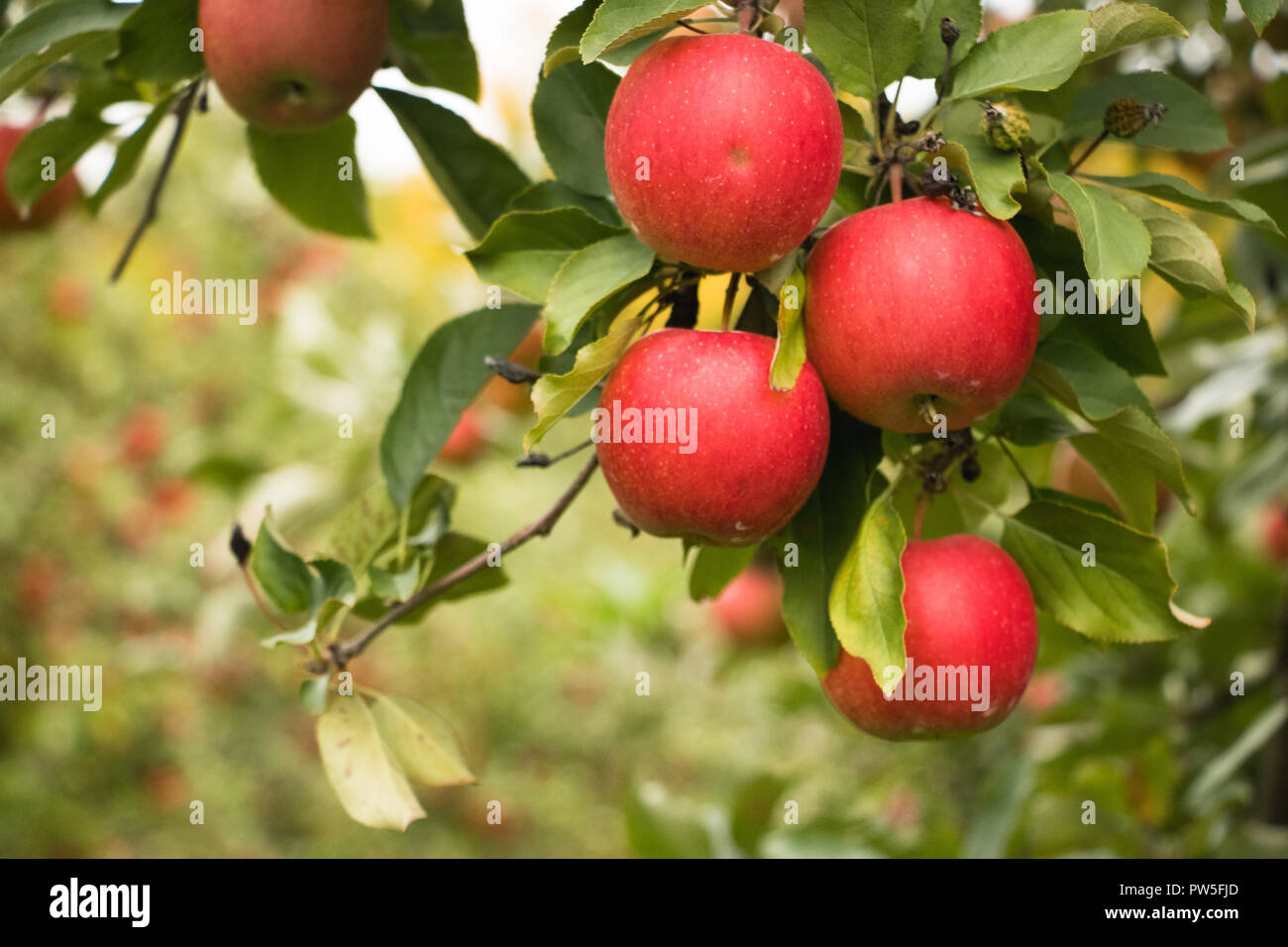 Four Red Apples hanging in the tree - Autumnal scene with fruits in nature Stock Photo - Alamy