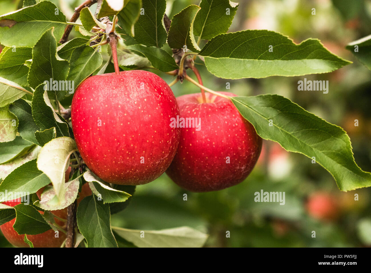 Apples tree isolated hi-res stock photography and images - Alamy