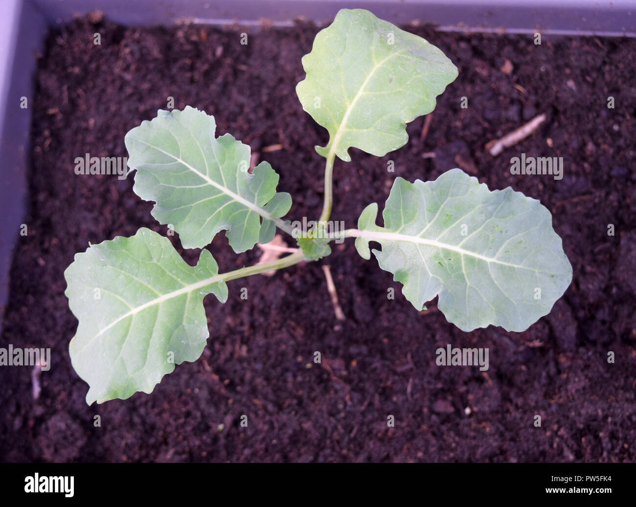 Broccoli plant close up in garden, growing broccoli Stock Photo - Alamy