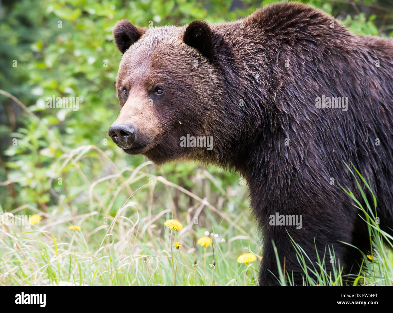 Grizzly bear in the wild Stock Photo - Alamy
