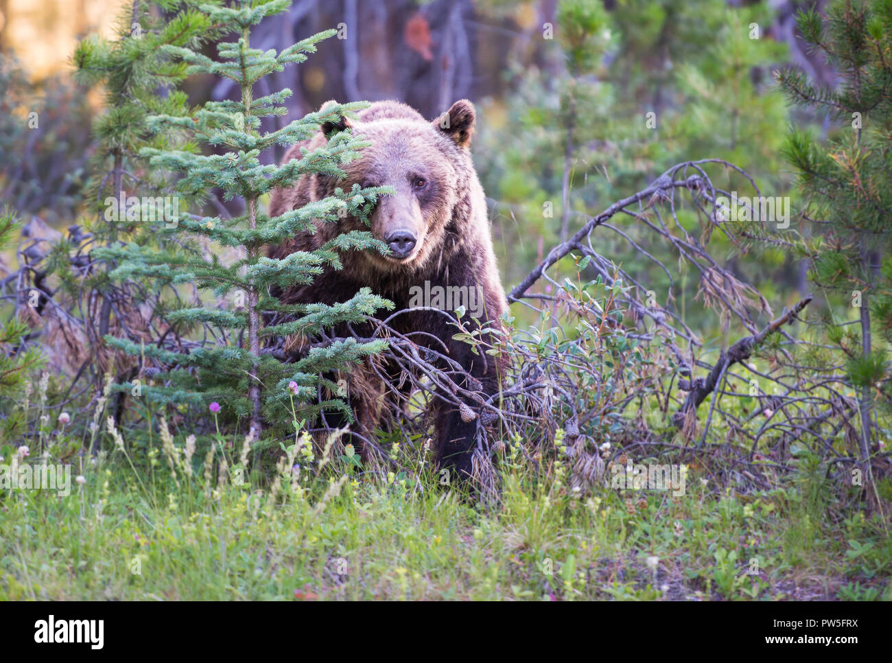 Grizzly bear in the wild Stock Photo - Alamy