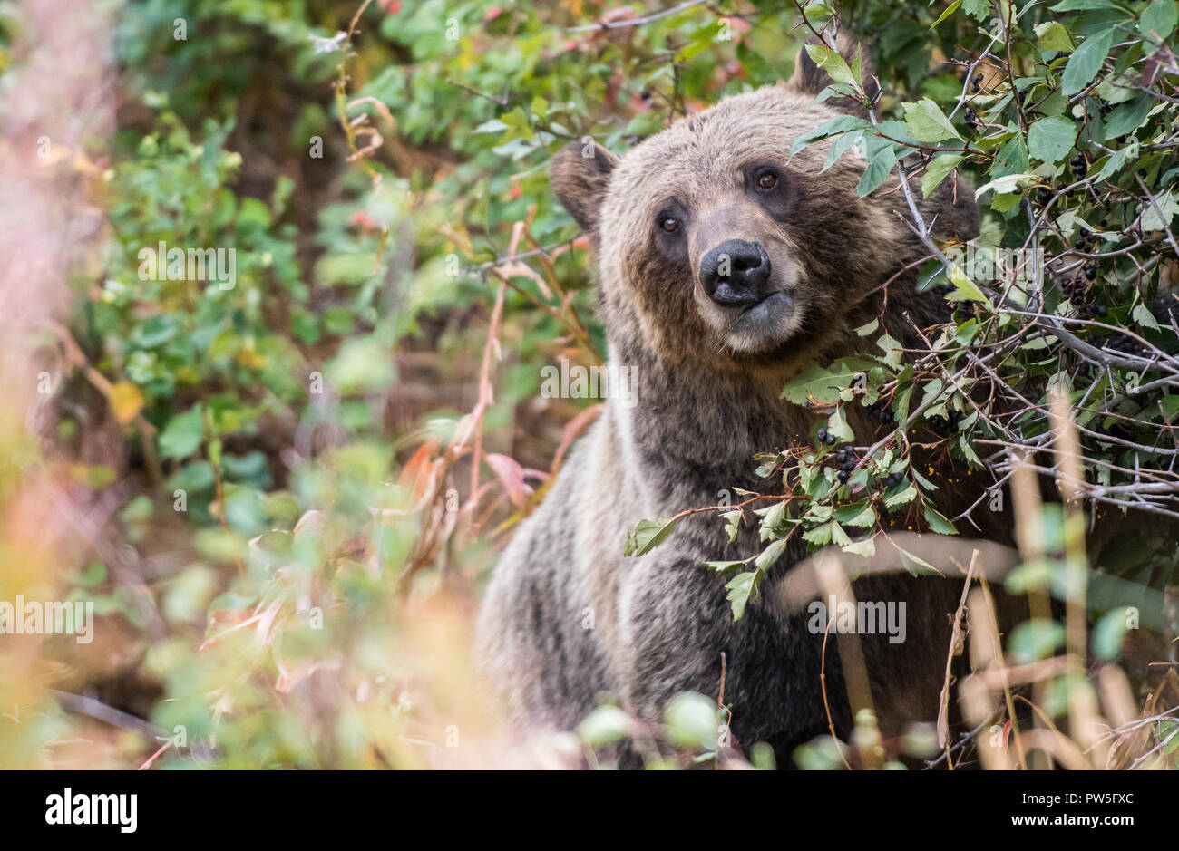 Grizzly bear in the wild Stock Photo - Alamy