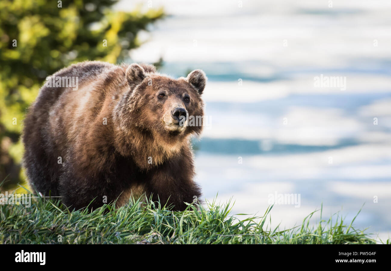 Grizzly bear in the wild Stock Photo - Alamy