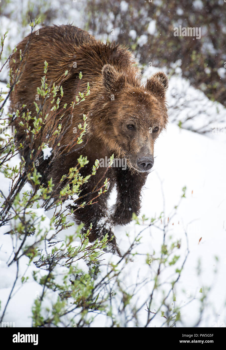 Grizzly bear in the wild Stock Photo - Alamy