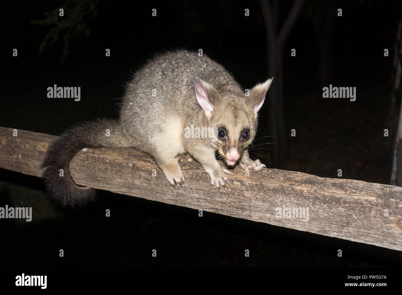 Common Brushtail Possum Trichosurus vulpecula Stock Photo - Alamy