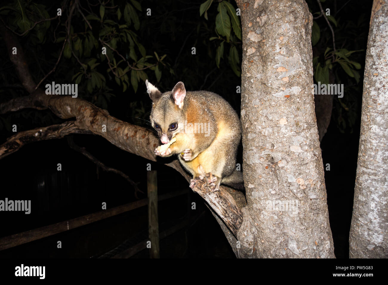 Common Brushtail Possum Trichosurus vulpecula Stock Photo - Alamy