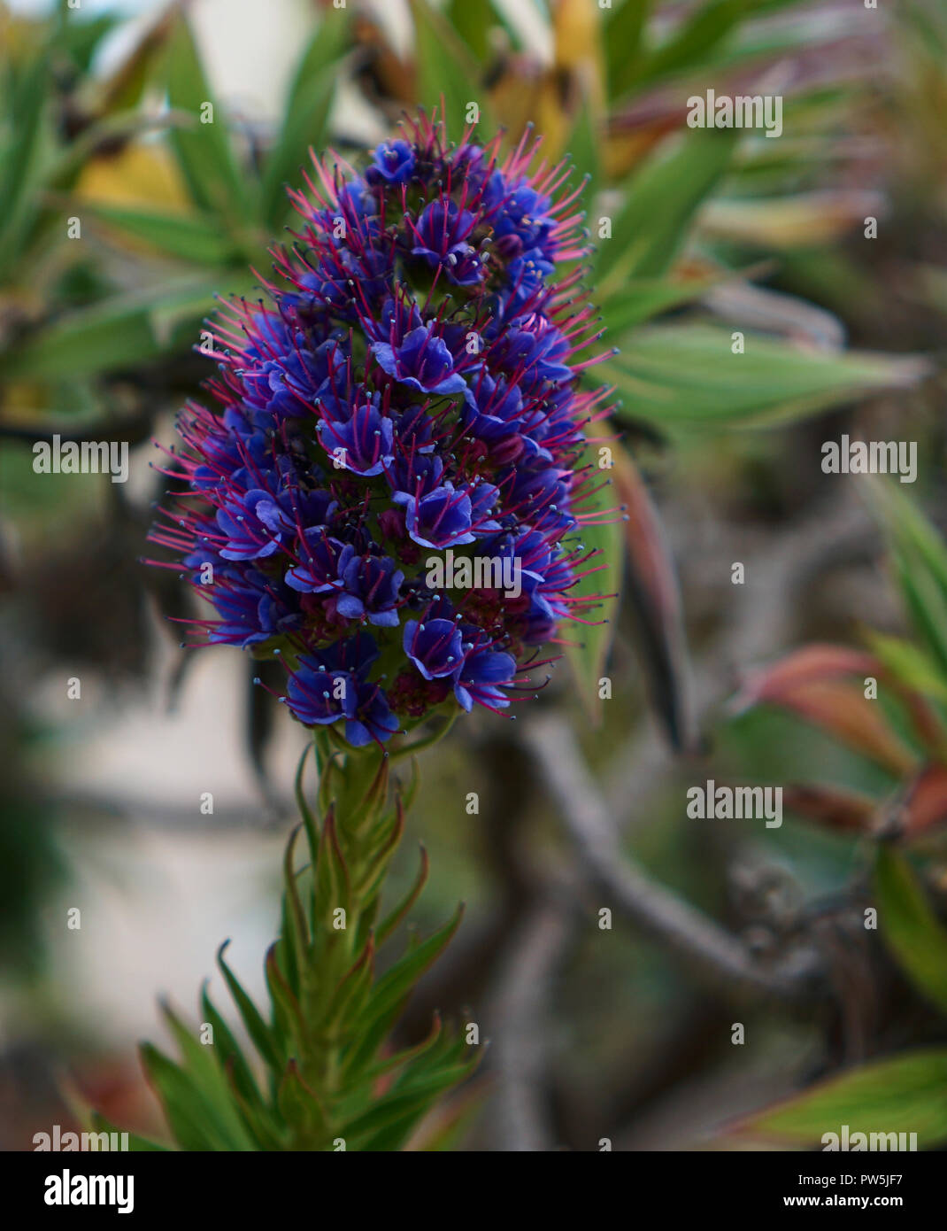 Blue purple flowers hi-res stock photography and images - Alamy