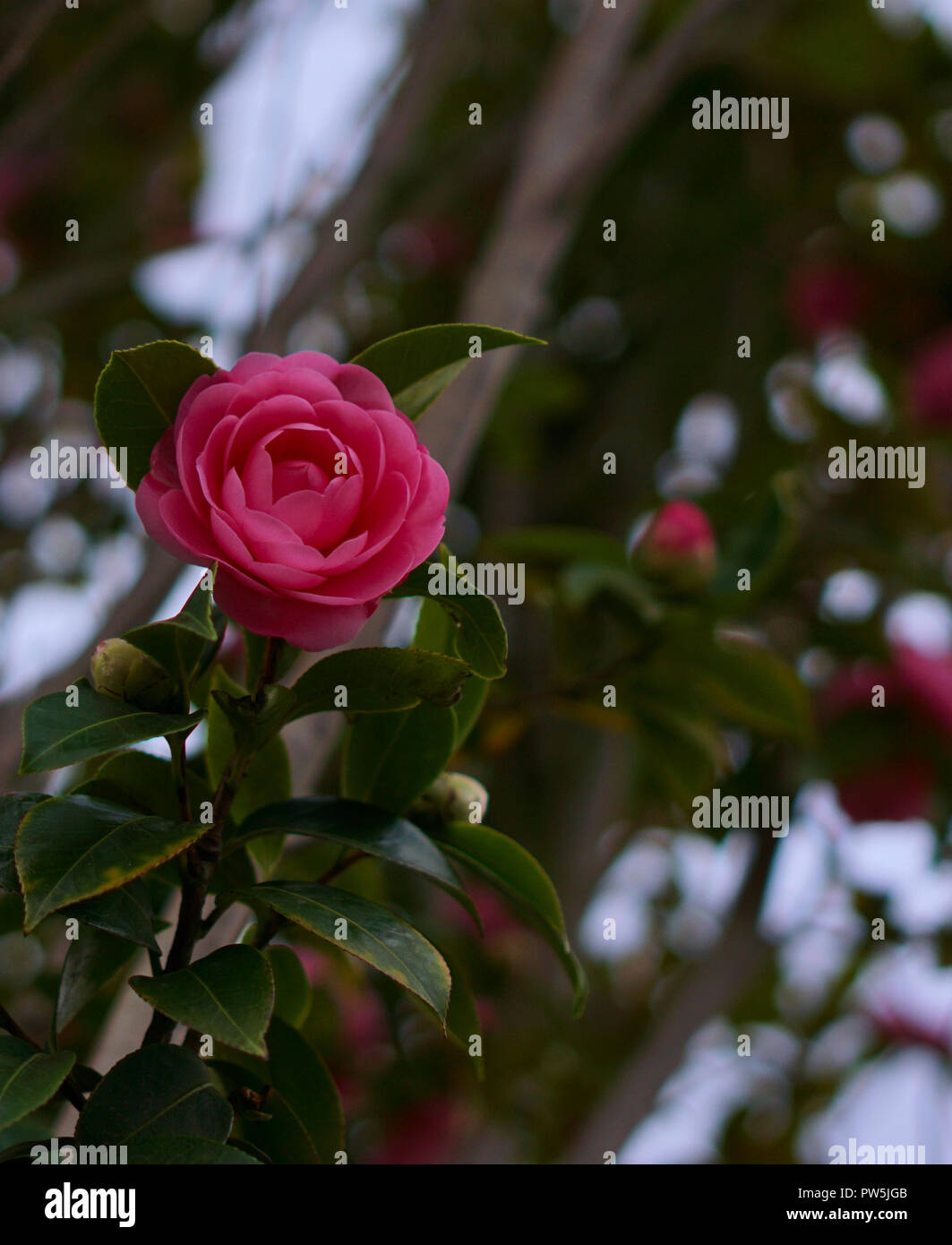 Persian flower hi-res stock photography and images - Alamy