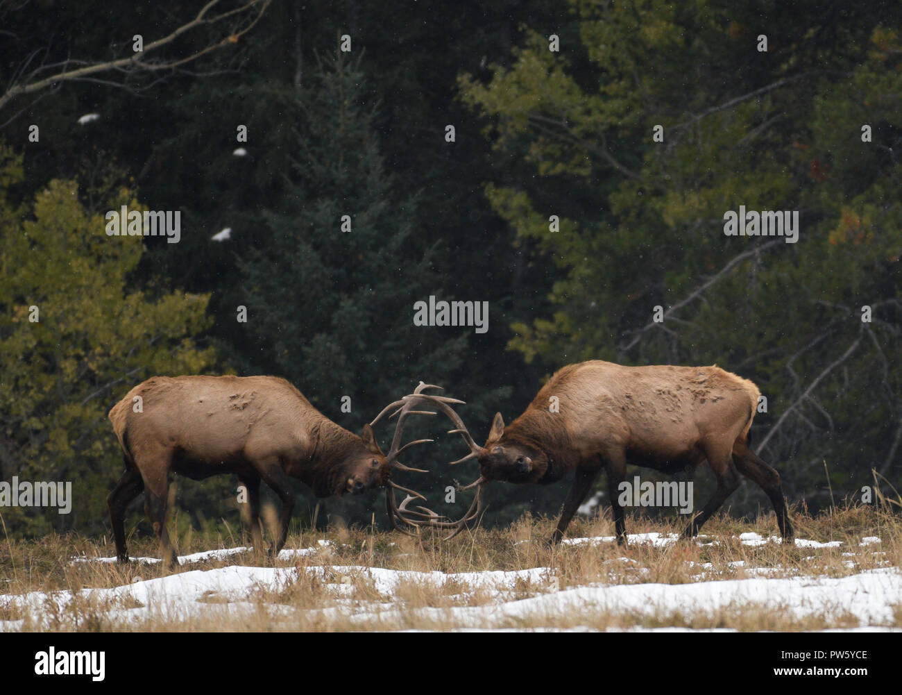 Elk male males hi-res stock photography and images - Alamy