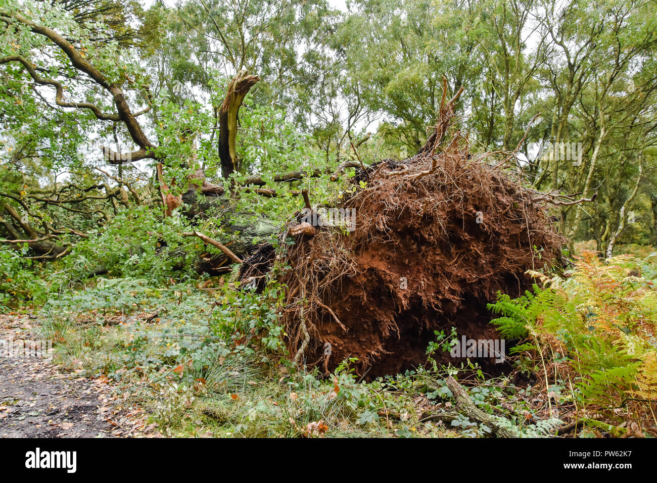 400 year old oak tree hi-res stock photography and images - Alamy