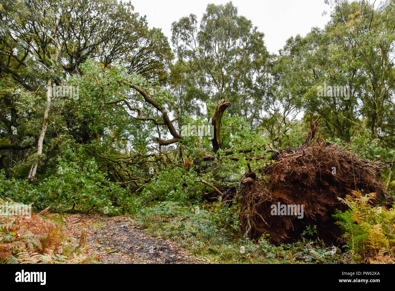 400 year old oak tree hi-res stock photography and images - Alamy