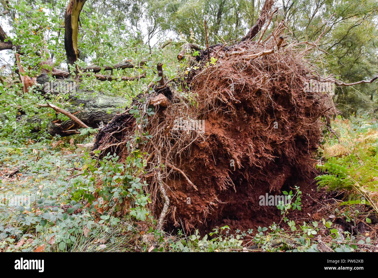 400 year old oak tree hi-res stock photography and images - Alamy