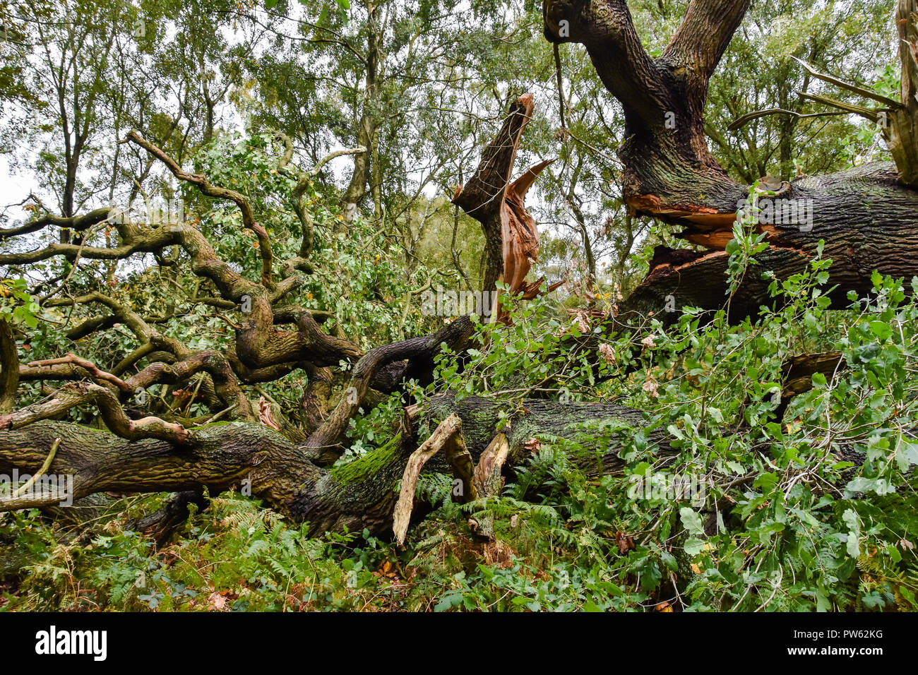 400 year old oak tree hi-res stock photography and images - Alamy