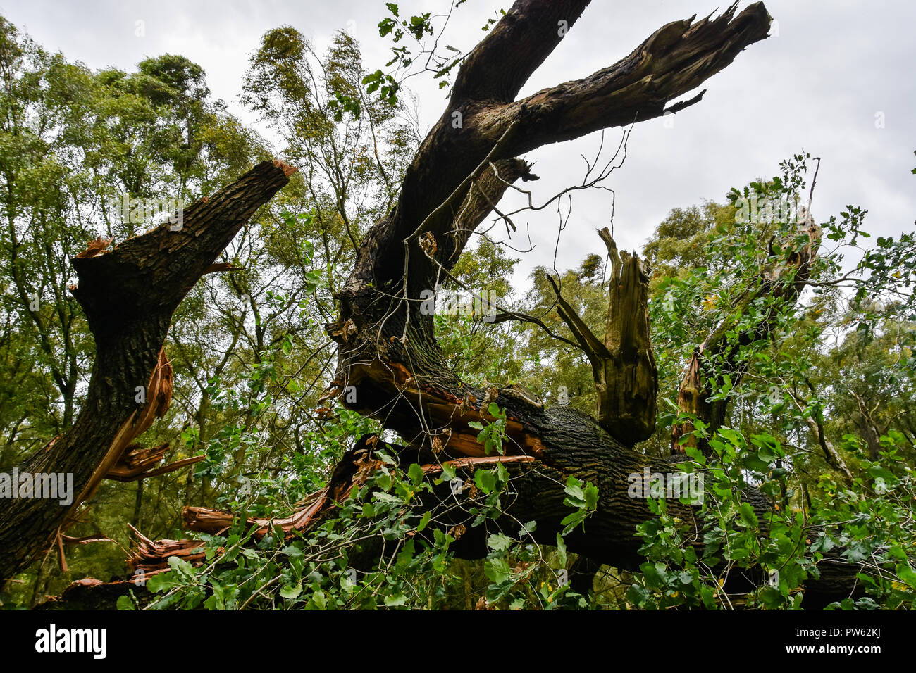 400 year old oak tree hi-res stock photography and images - Alamy
