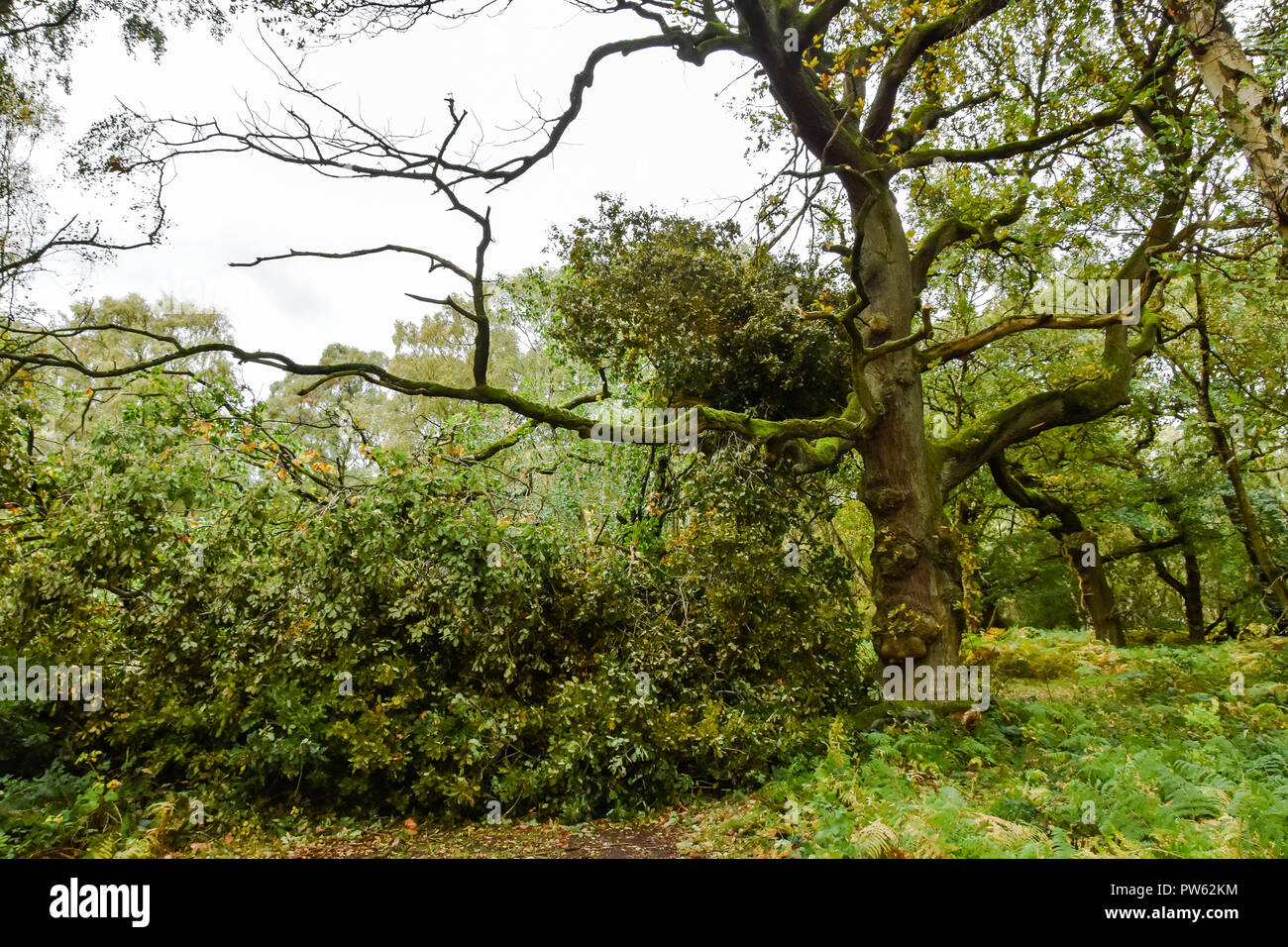 400 year old oak tree hi-res stock photography and images - Alamy