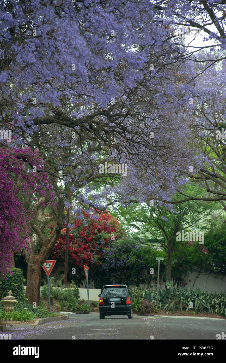 Jacaranda Johannesburg Stock Photos & Jacaranda Johannesburg Stock ...