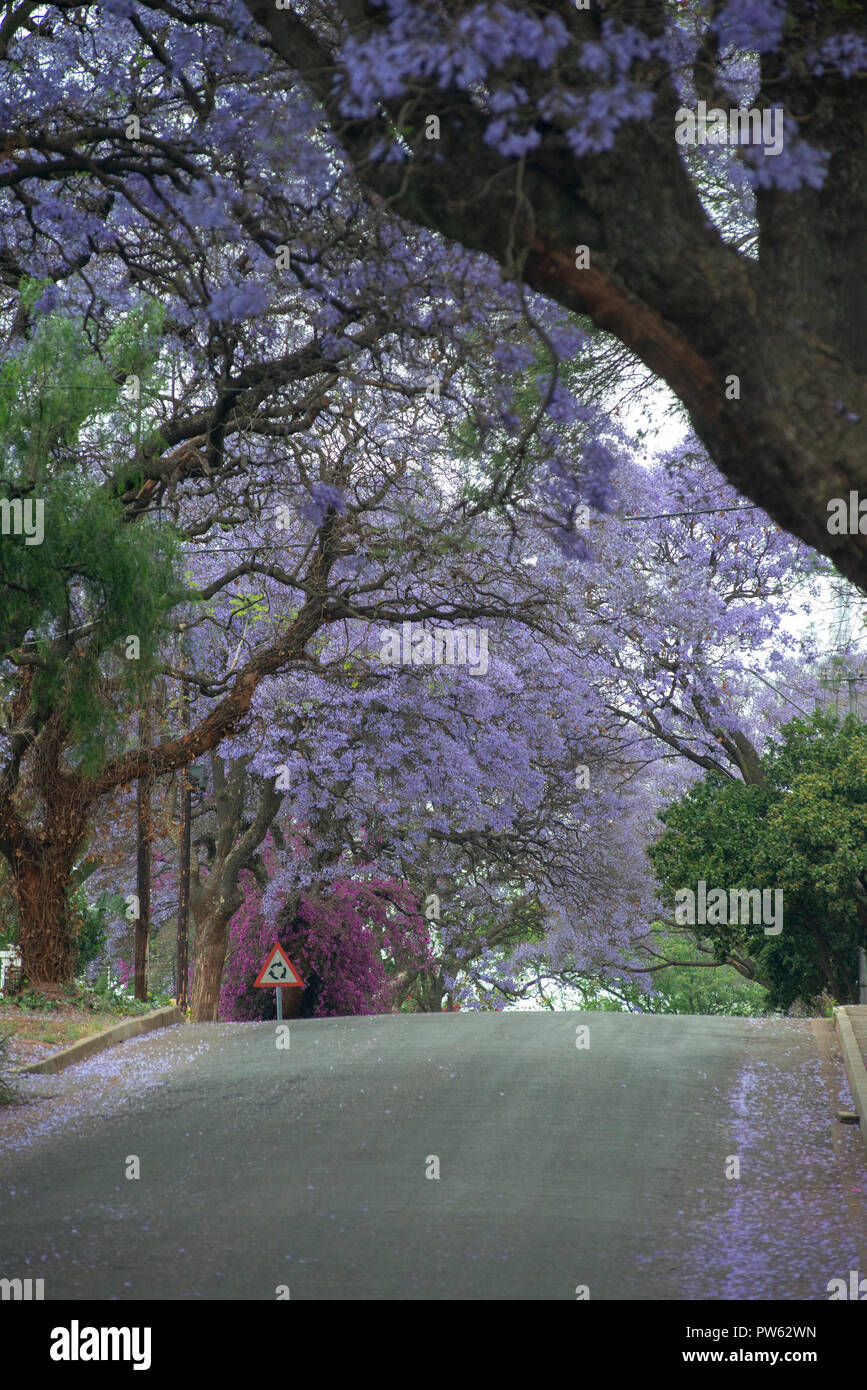 Jacaranda tree blossoms south africa hi-res stock photography and ...
