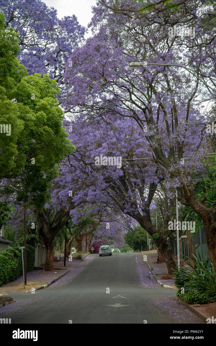 Jacaranda Johannesburg Stock Photos & Jacaranda Johannesburg Stock ...