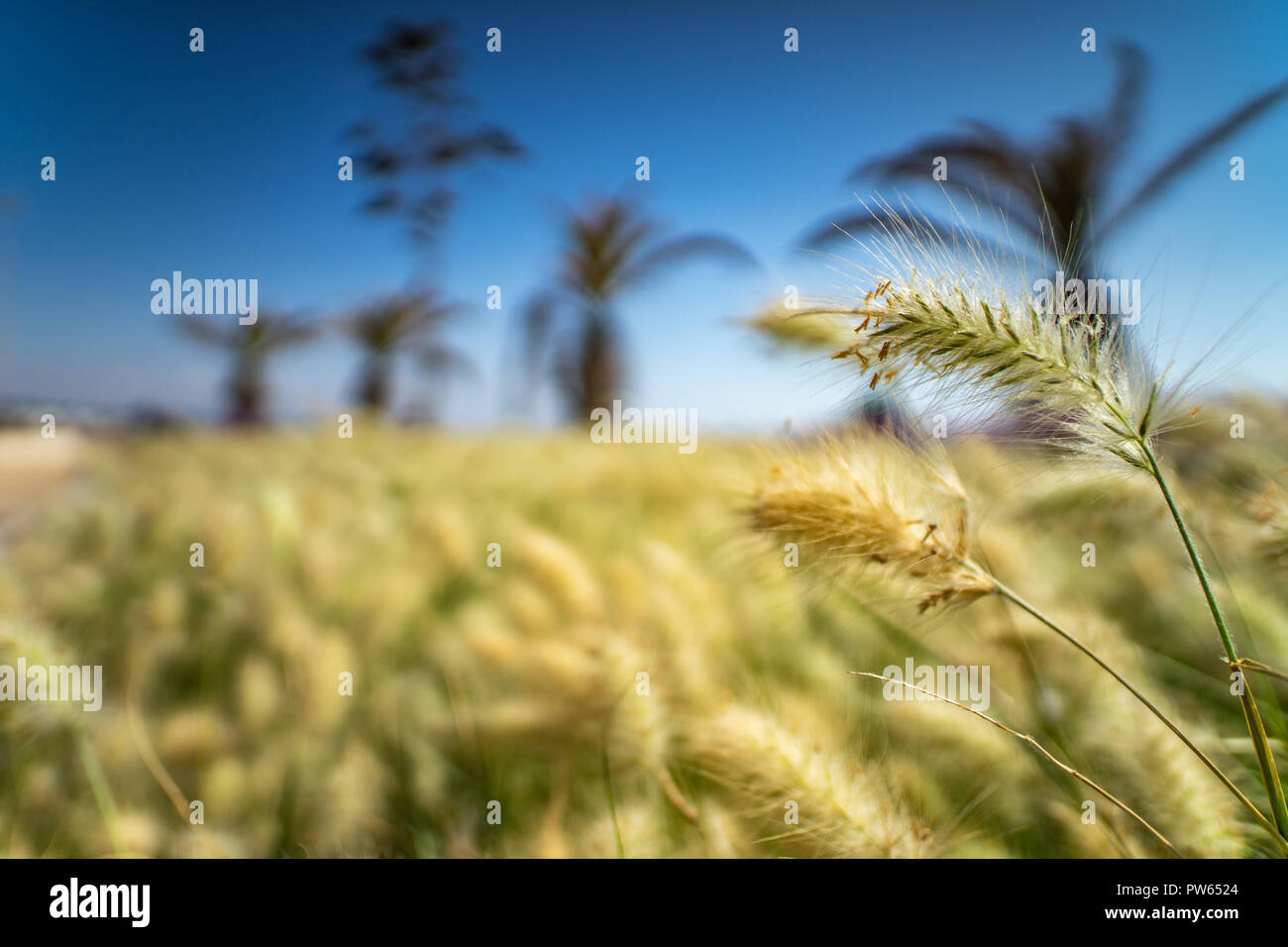 Golden nature hi-res stock photography and images - Alamy