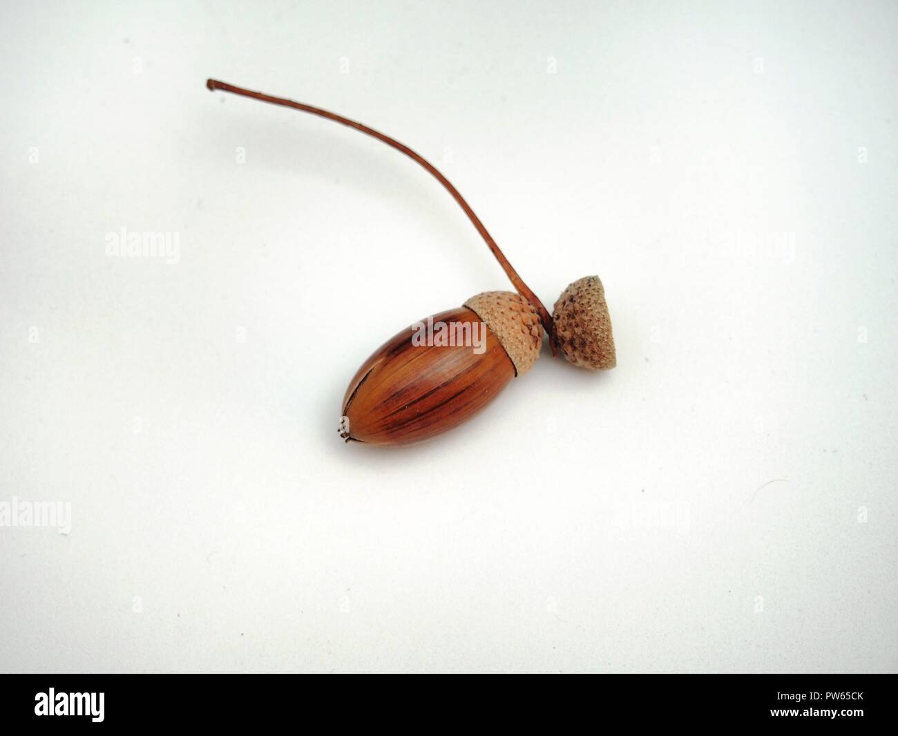 Oak acorn on white background. Autumn. Defoliation. Close up Stock ...