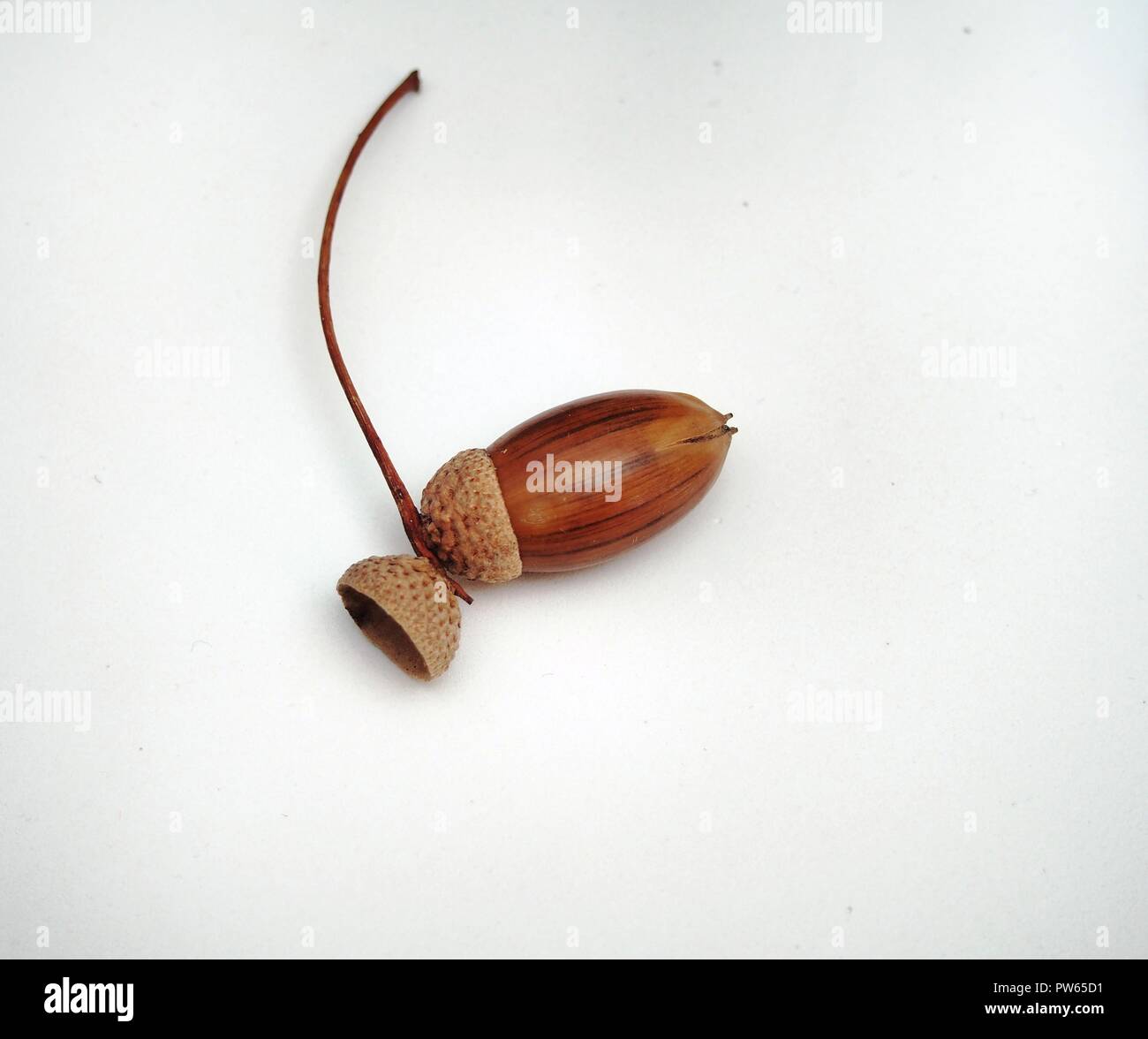 Oak acorn on white background. Autumn. Defoliation. Close up Stock ...