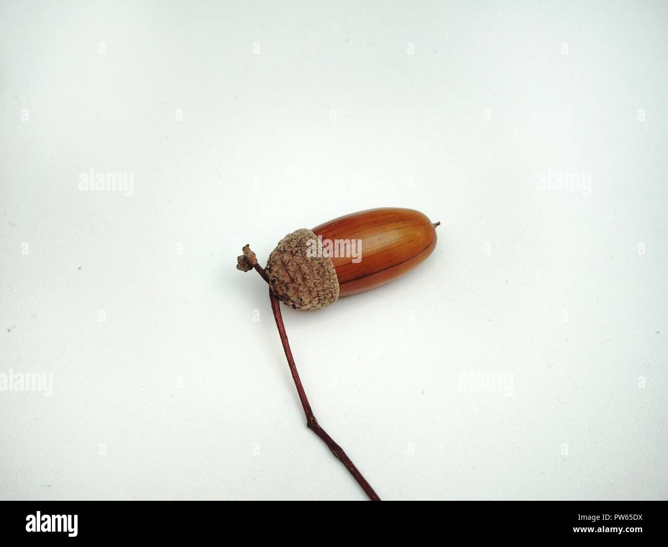 Oak acorn on white background. Autumn. Defoliation. Close up Stock ...