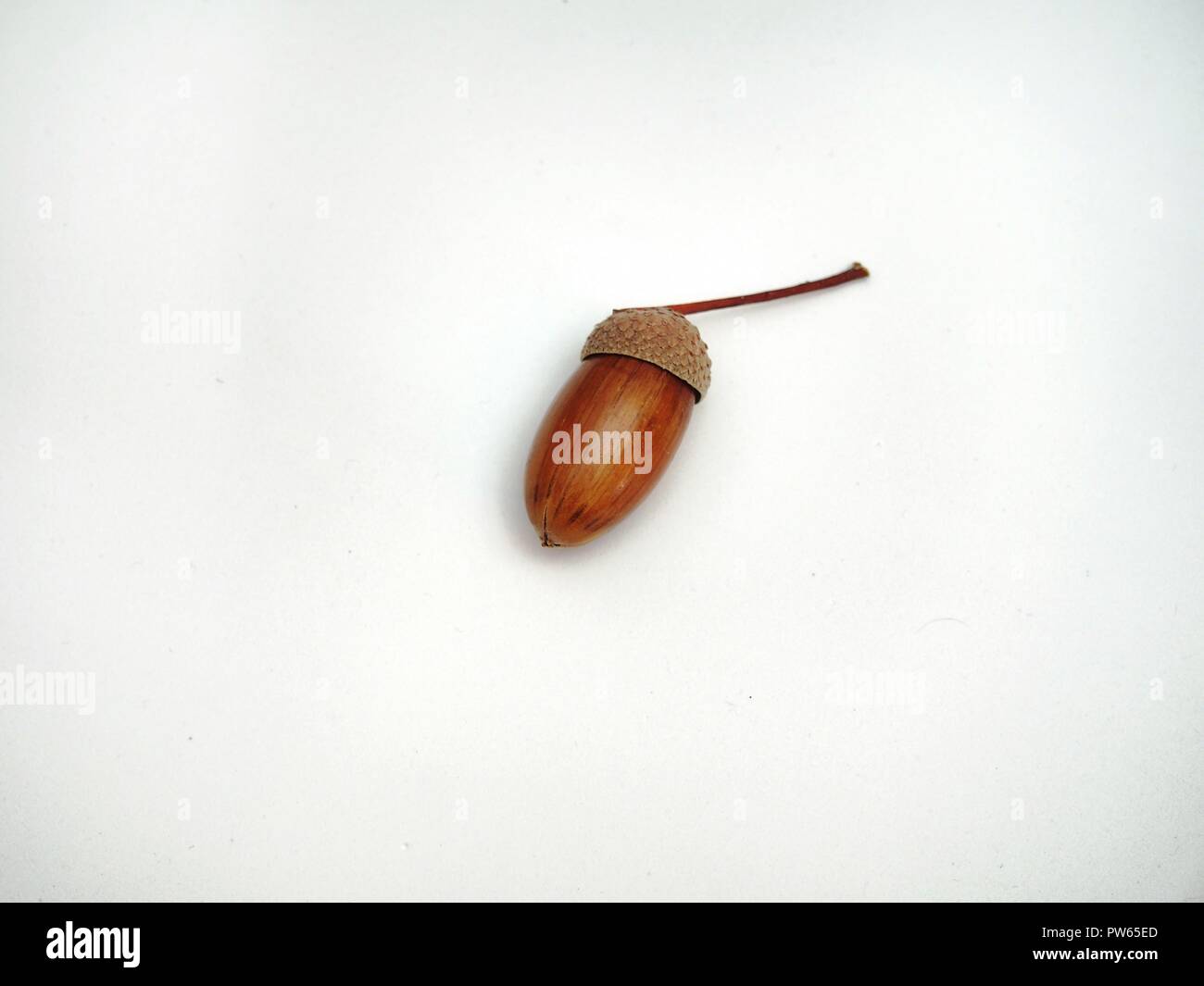 Oak acorn on white background. Autumn. Defoliation. Close up Stock ...