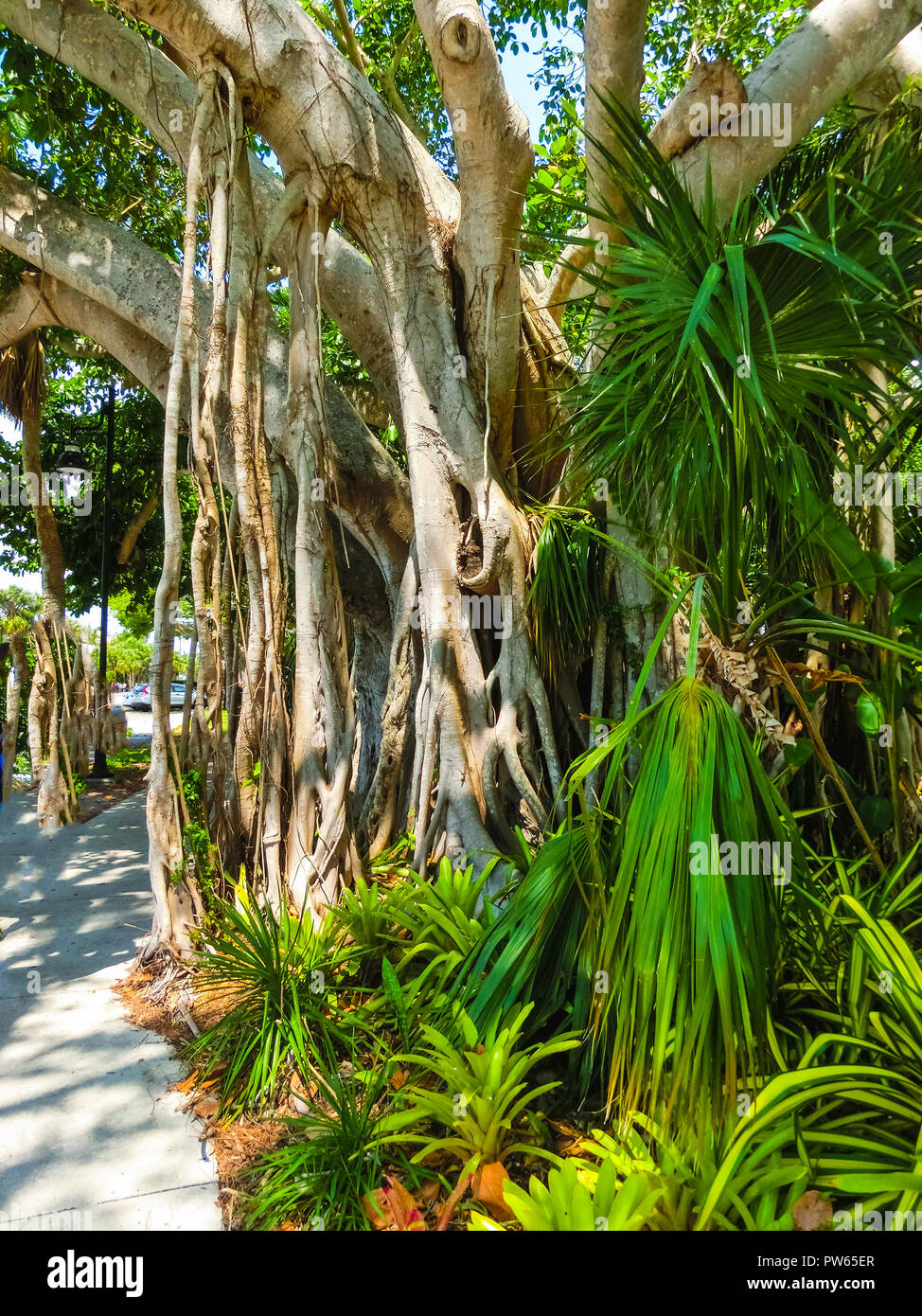 big banyan tree in the garden Stock Photo - Alamy