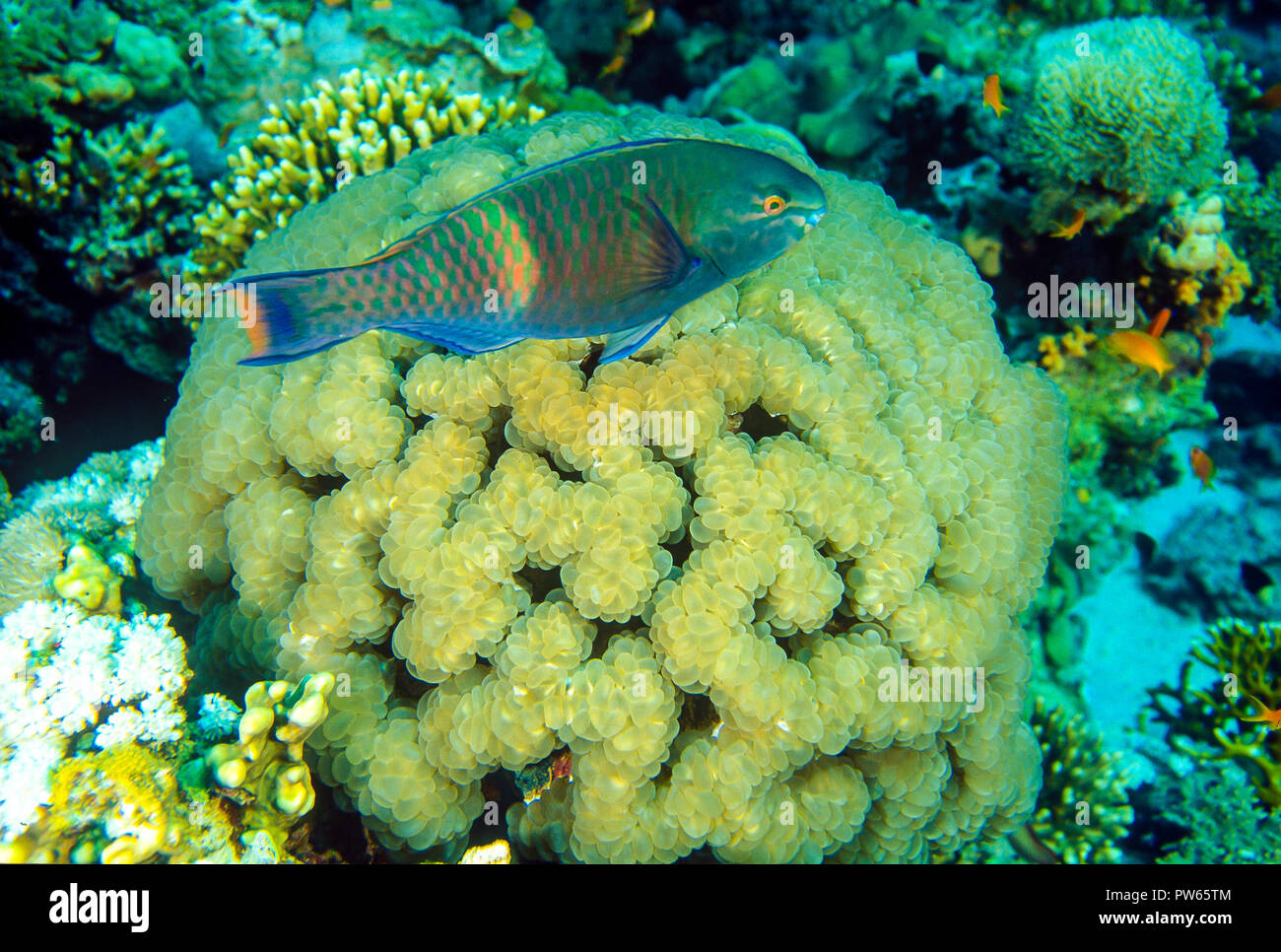 Australia Great Barrier Reef - Underwater Stock Photo - Alamy