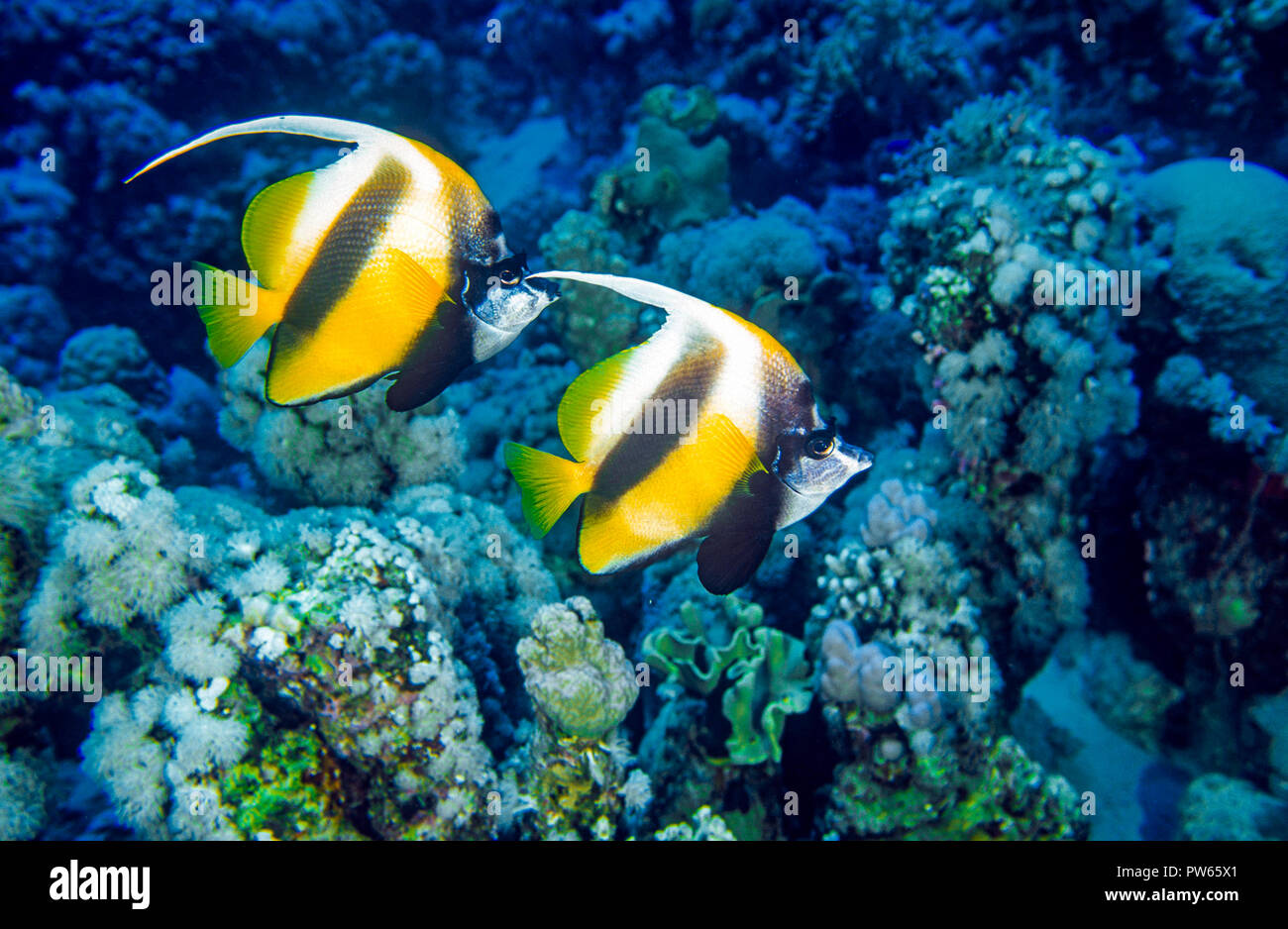 Australia Great Barrier Reef - Underwater Stock Photo - Alamy