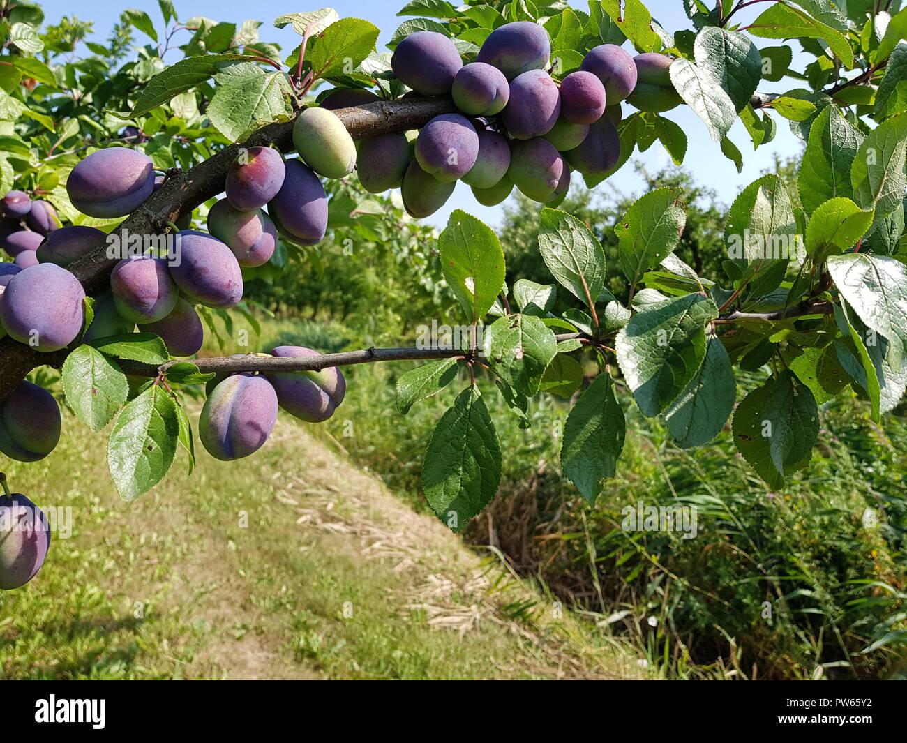 plum prunus domestica Stock Photo - Alamy