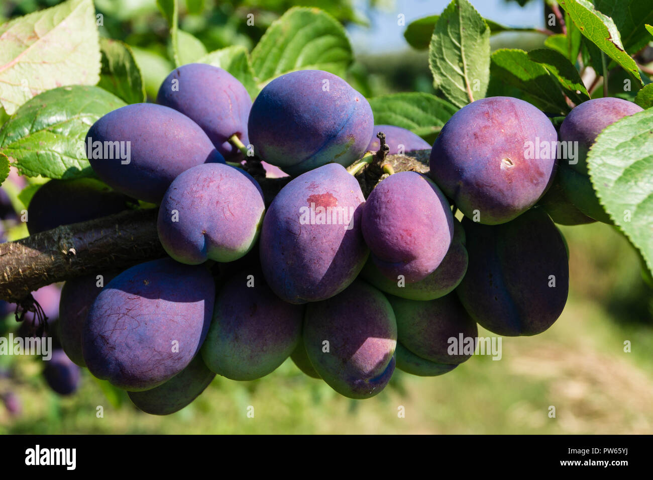 plum prunus domestica Stock Photo - Alamy