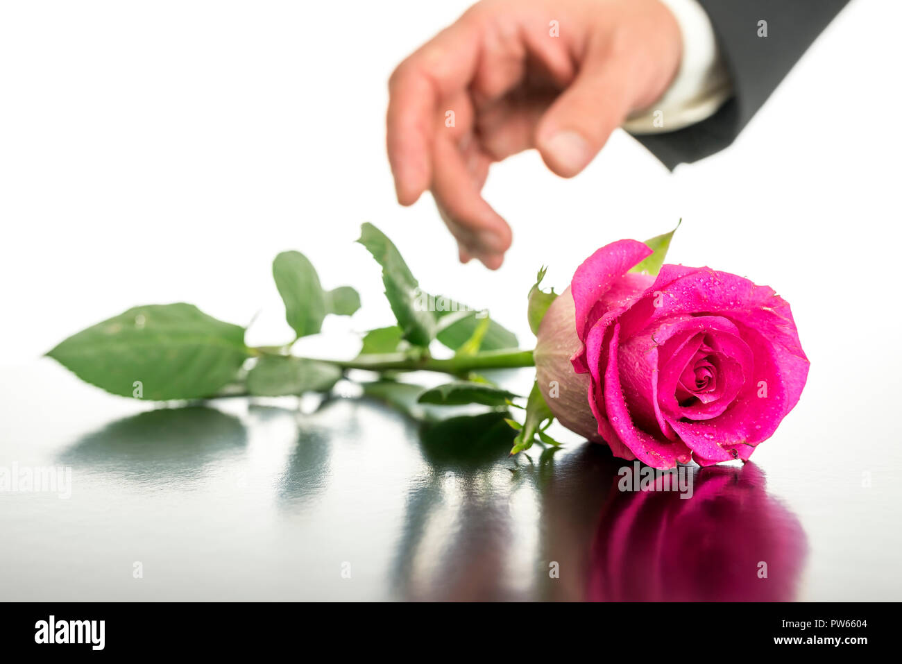 Rose gentleman hi-res stock photography and images - Alamy