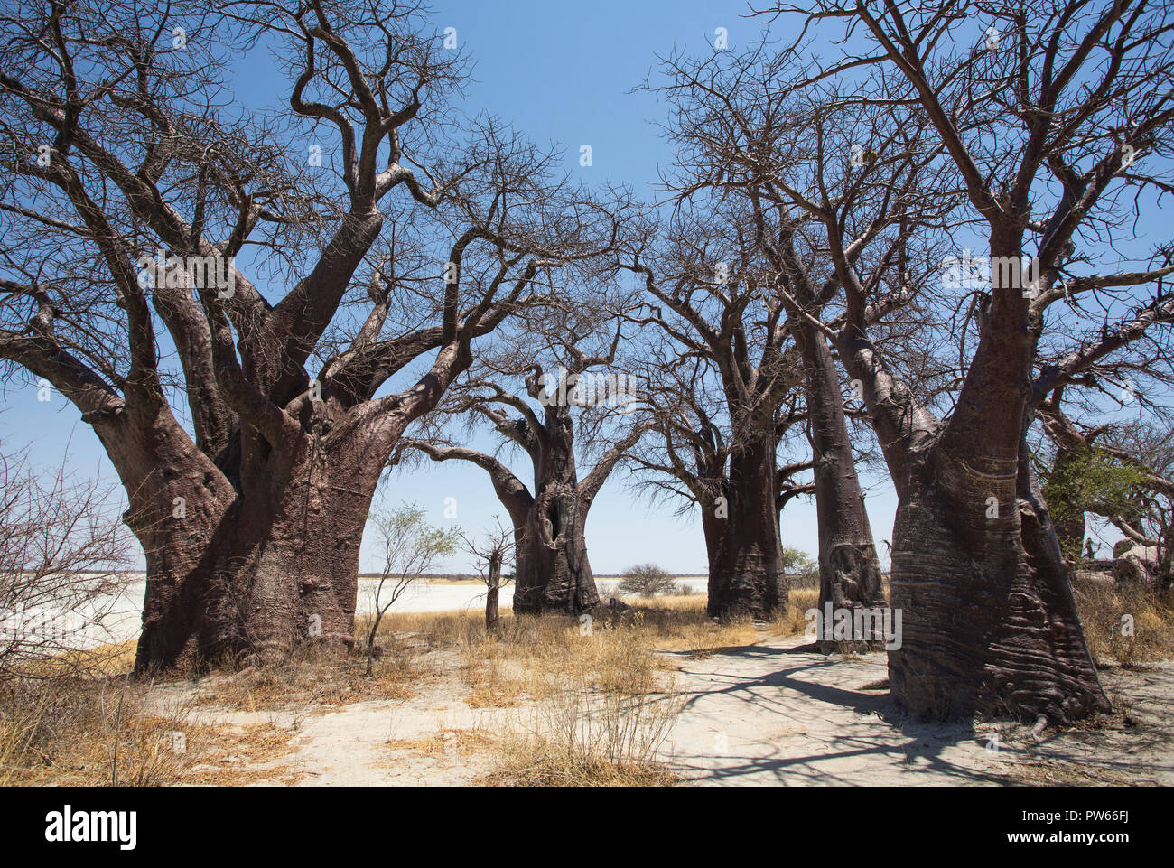 Thomas baines hi-res stock photography and images - Alamy