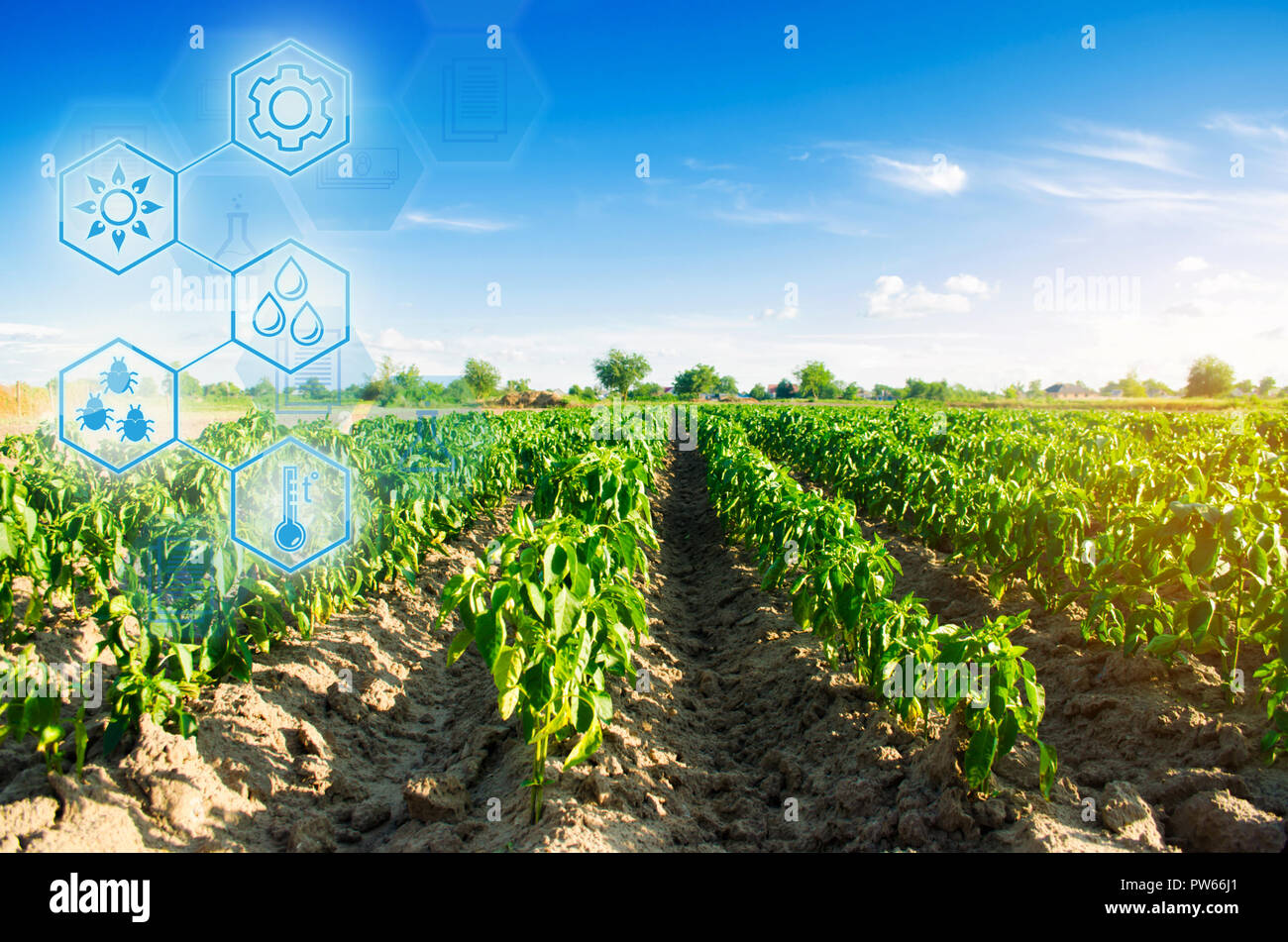 field of vegetables on a sunny day. Fresh green greens. Innovations and ...