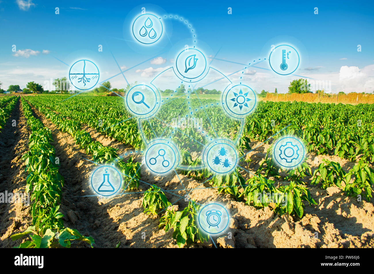 Modern farming. field of vegetables on a sunny day. Fresh green greens ...