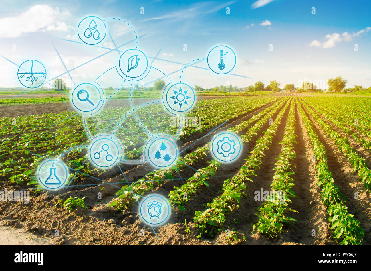 Farm field pepper. Innovation and modern technology. Quality control ...