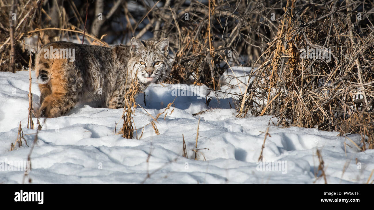 Bobcat canada hi-res stock photography and images - Alamy