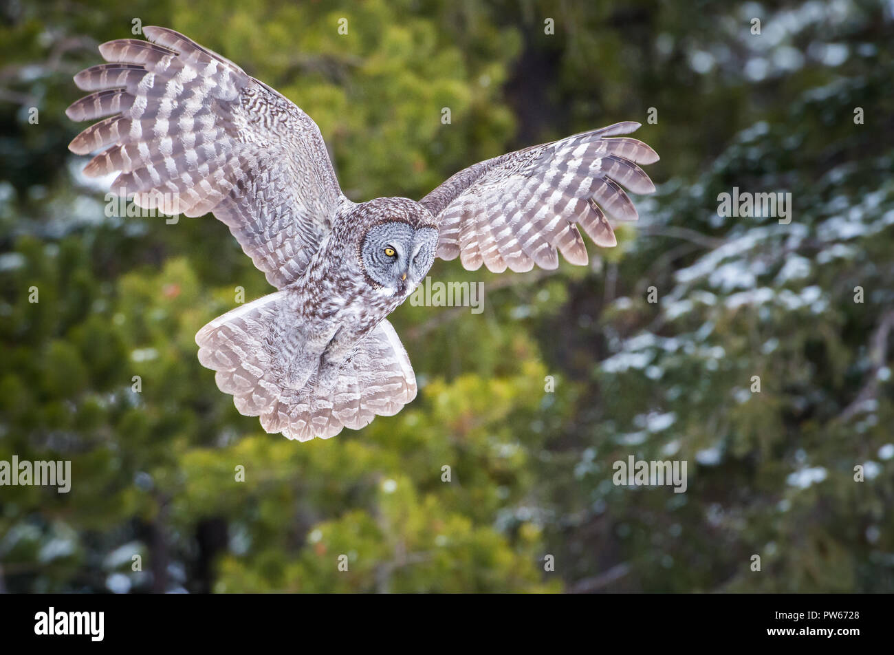 Great Grey Owl Stock Photo - Alamy