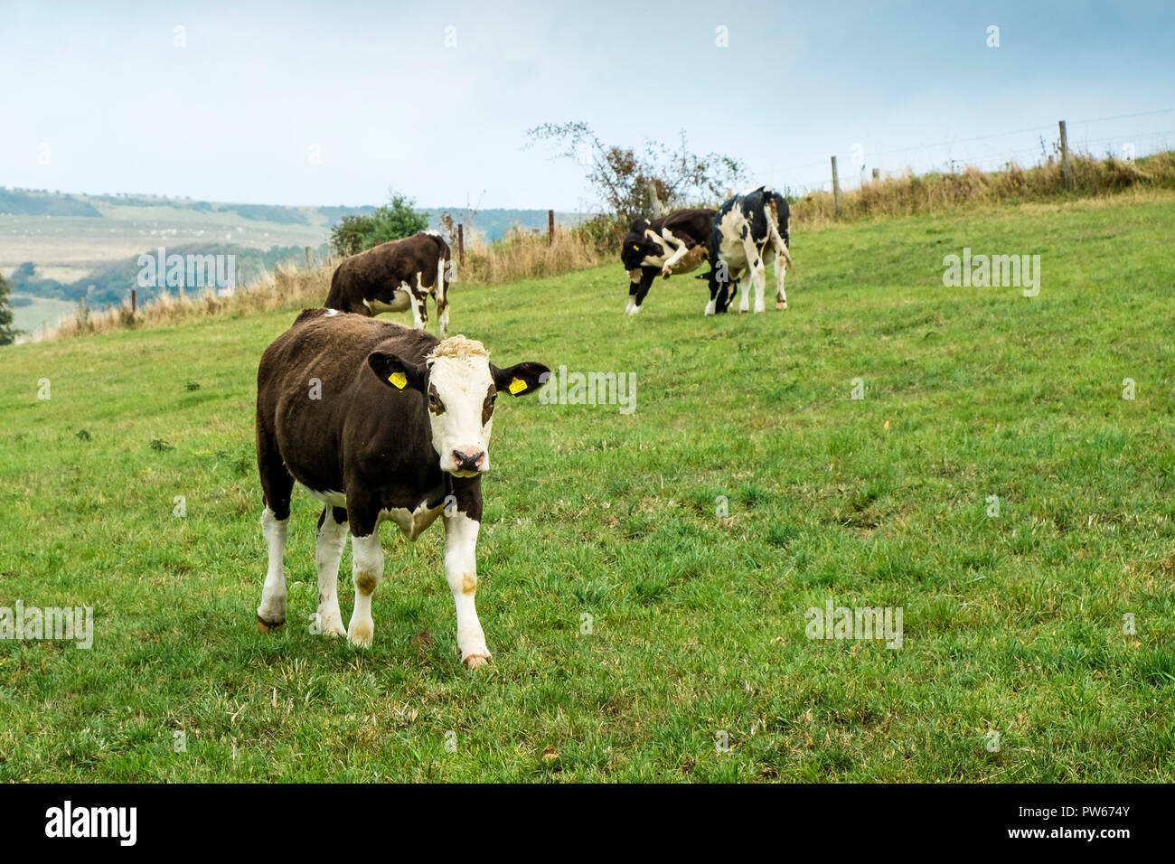 Young cows hi-res stock photography and images - Alamy