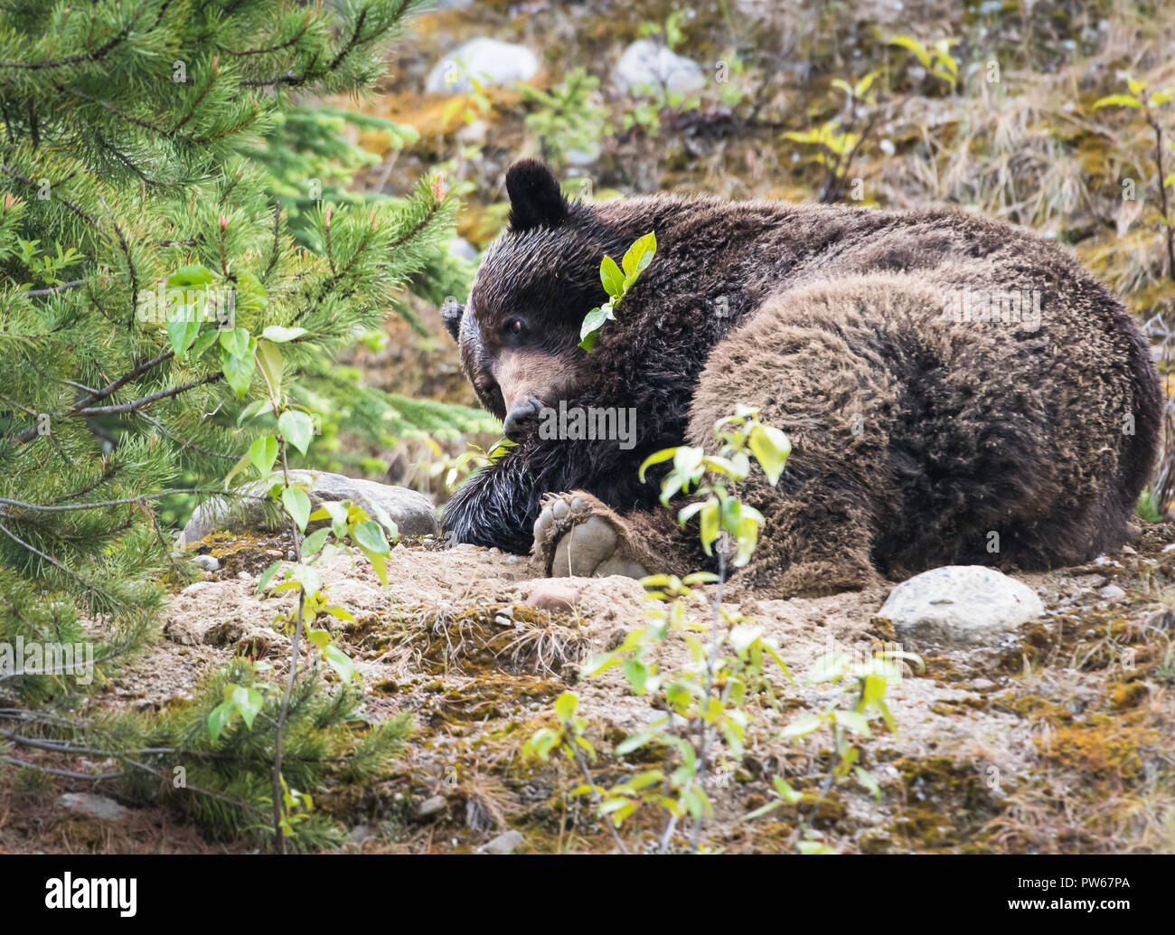 Grizzly bear in the wild Stock Photo - Alamy