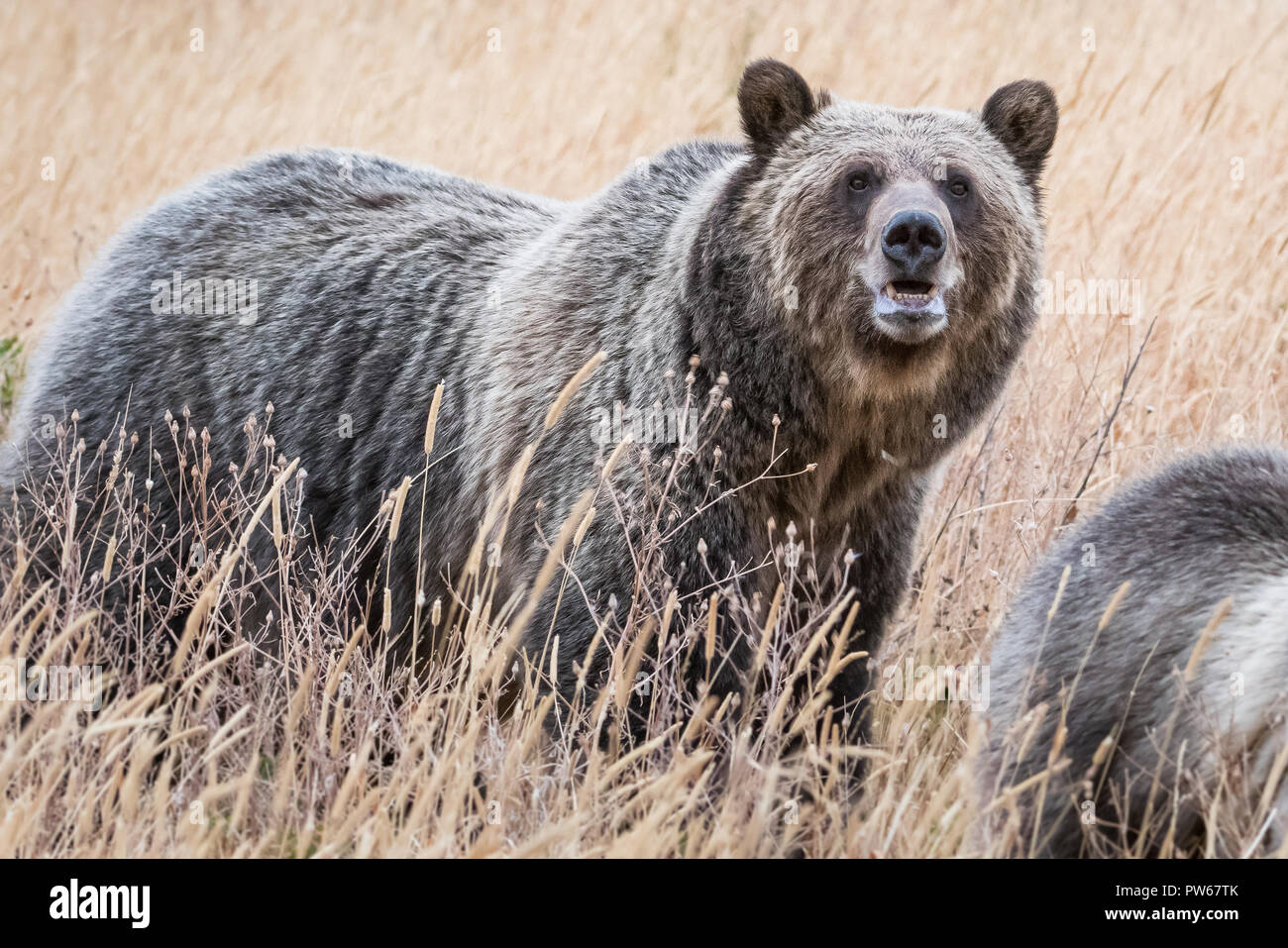 Grizzly bear in the wild Stock Photo - Alamy